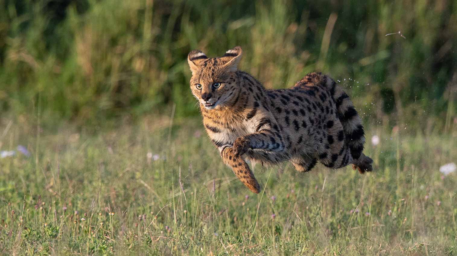 Tanzania – Neal Beeber-Photography